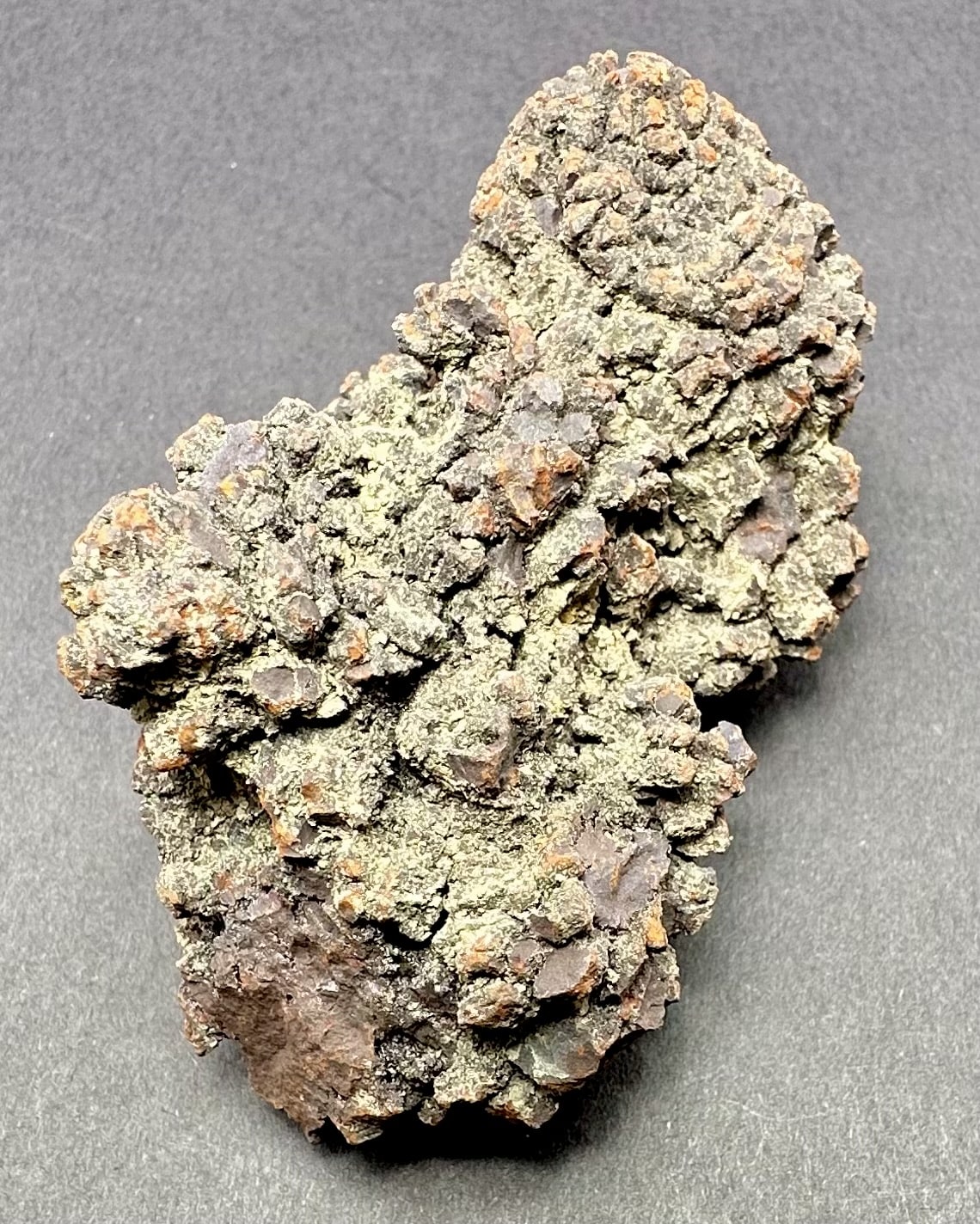 FO510 Fossil Turtle Poop - The Rock Shed