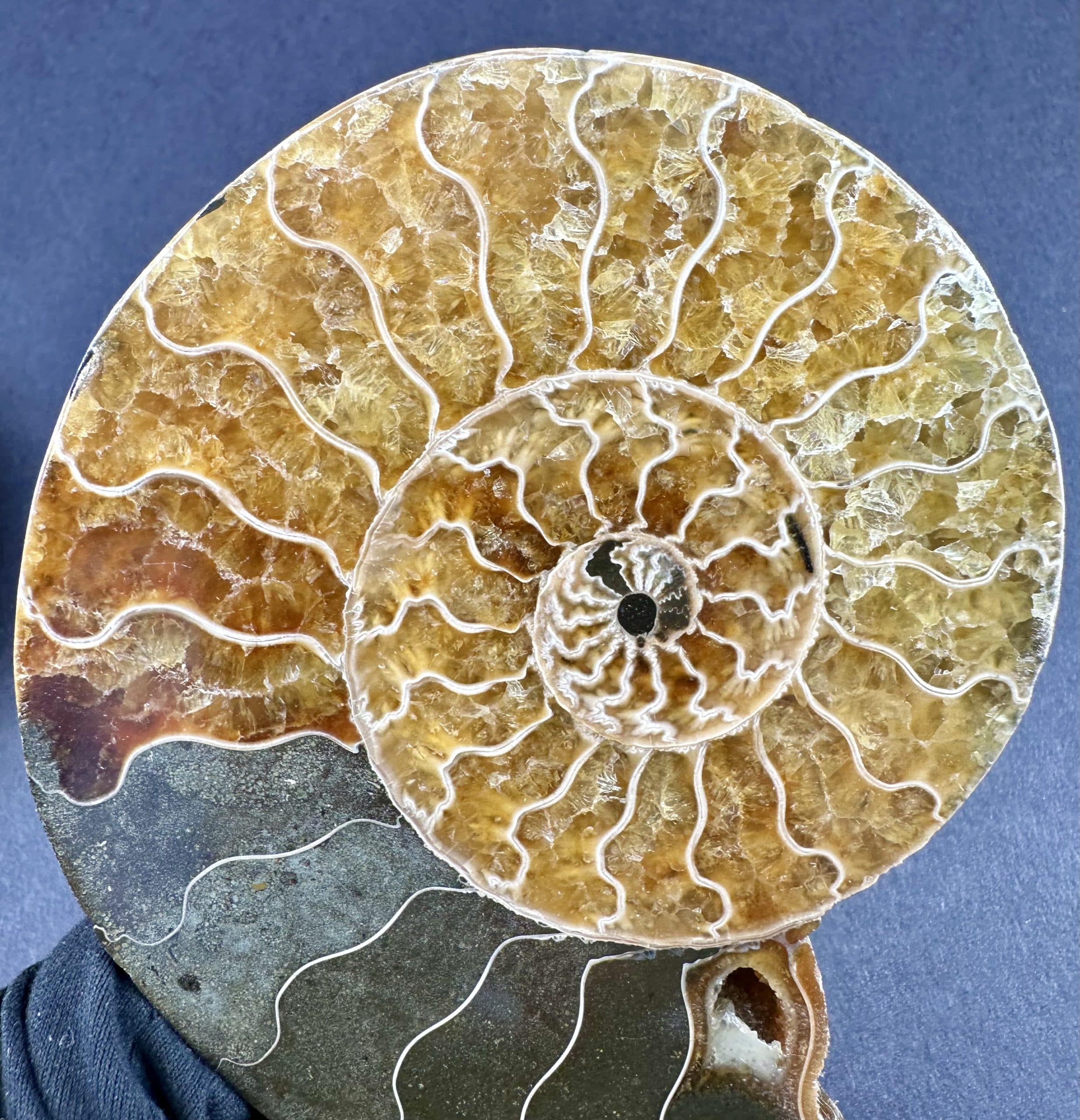 FO156 Ammonite - The Rock Shed