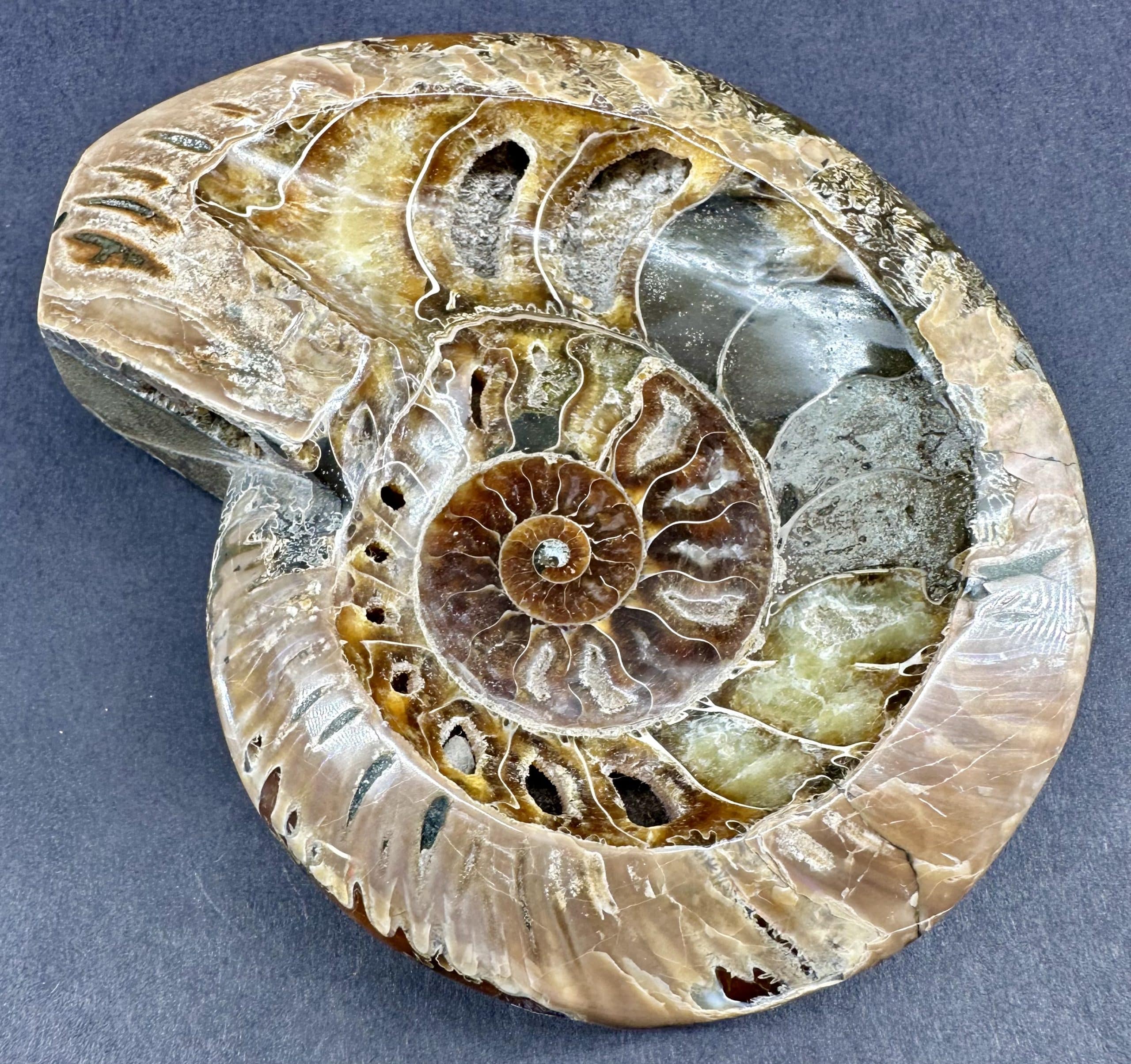 FO500 Ammonite Bowl - The Rock Shed