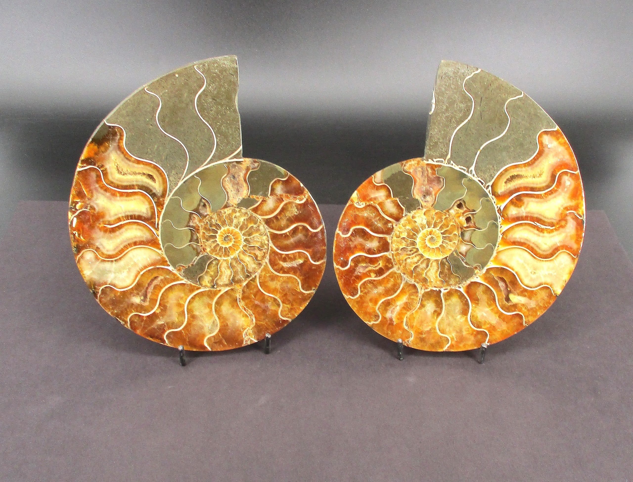 FO150 Ammonite - The Rock Shed