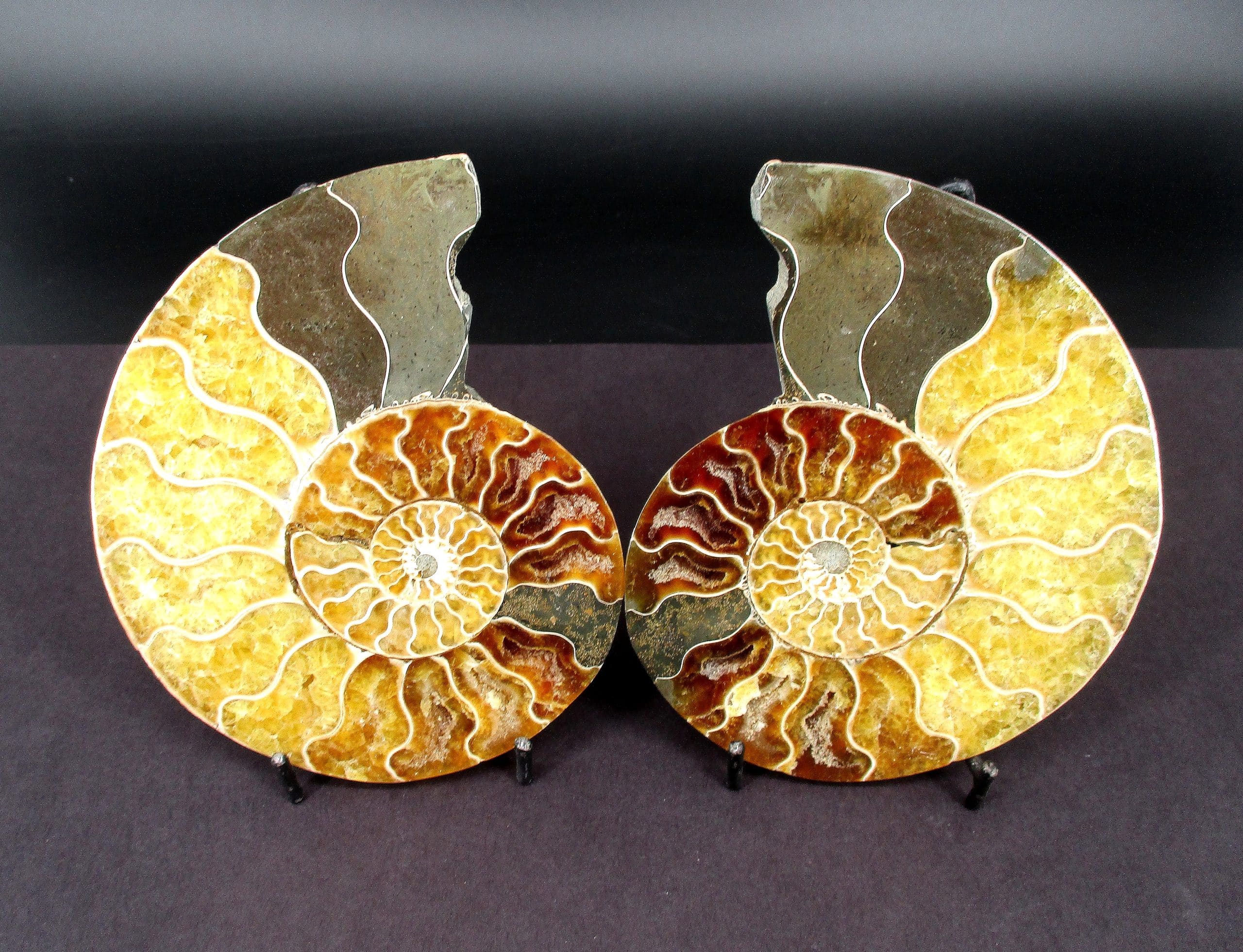 FO154 Ammonite - The Rock Shed