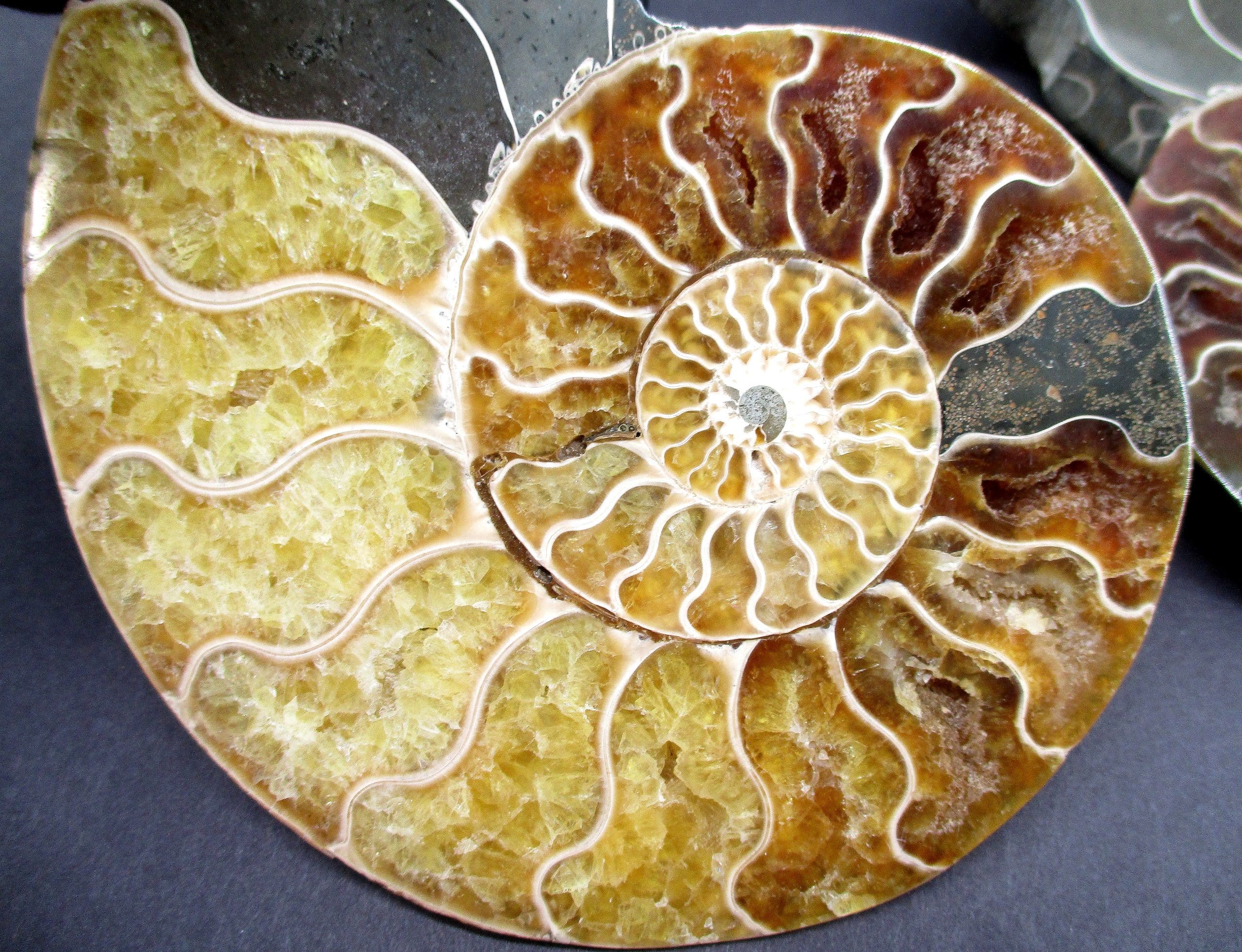 FO154 Ammonite - The Rock Shed