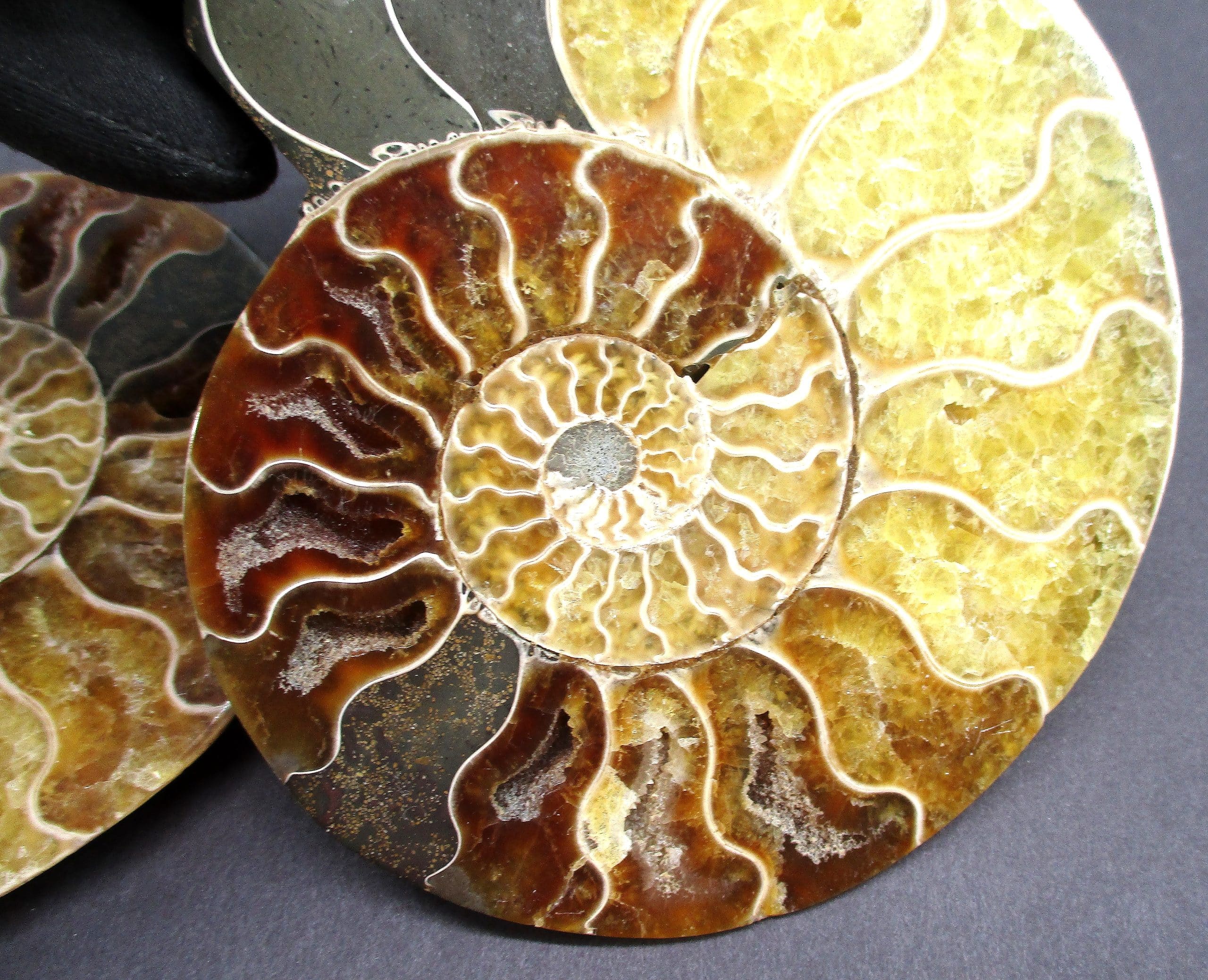 FO154 Ammonite - The Rock Shed