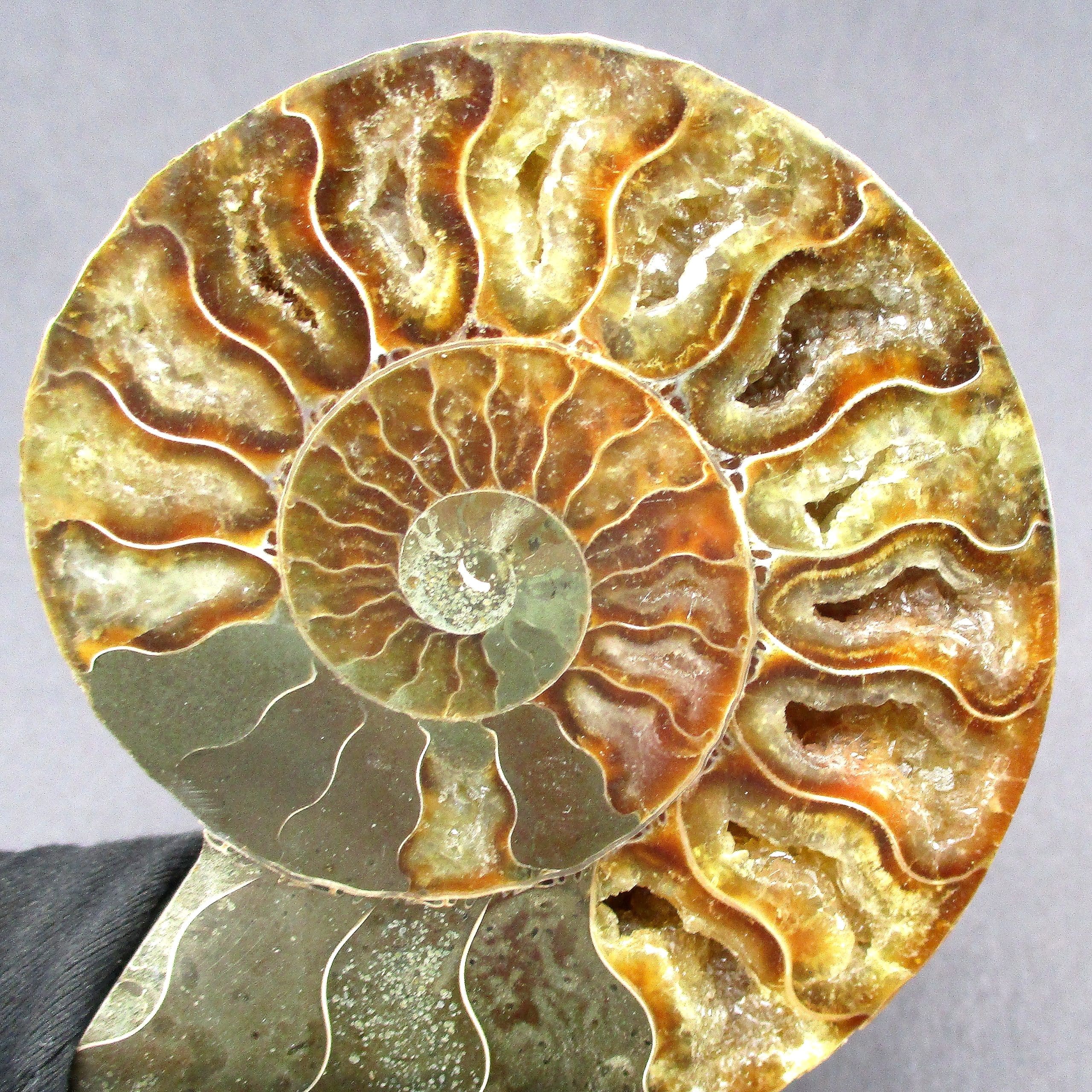 FO158 Ammonite - The Rock Shed