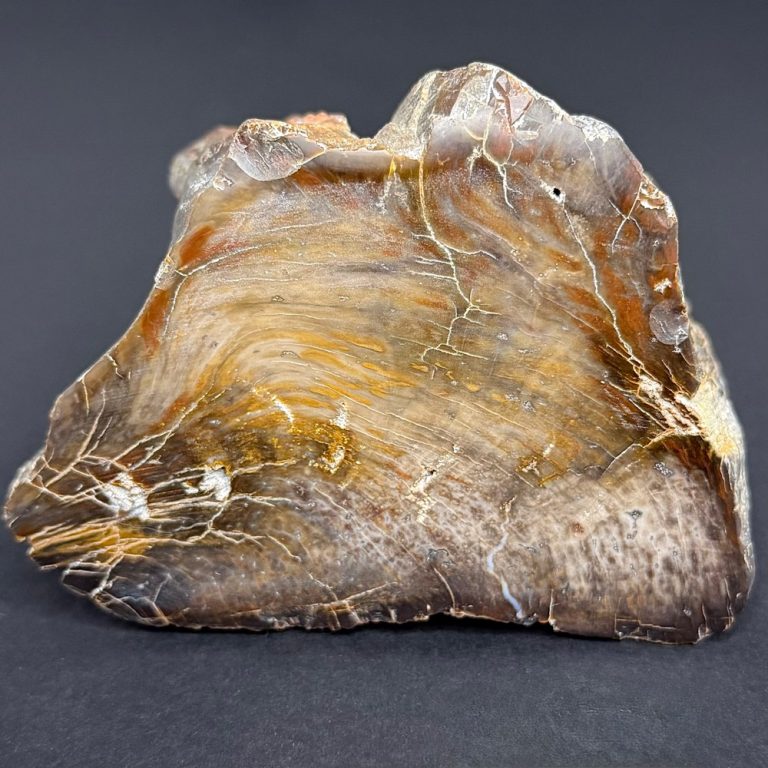 Petrified Wood & Limb Casts For Sale - The Rock Shed
