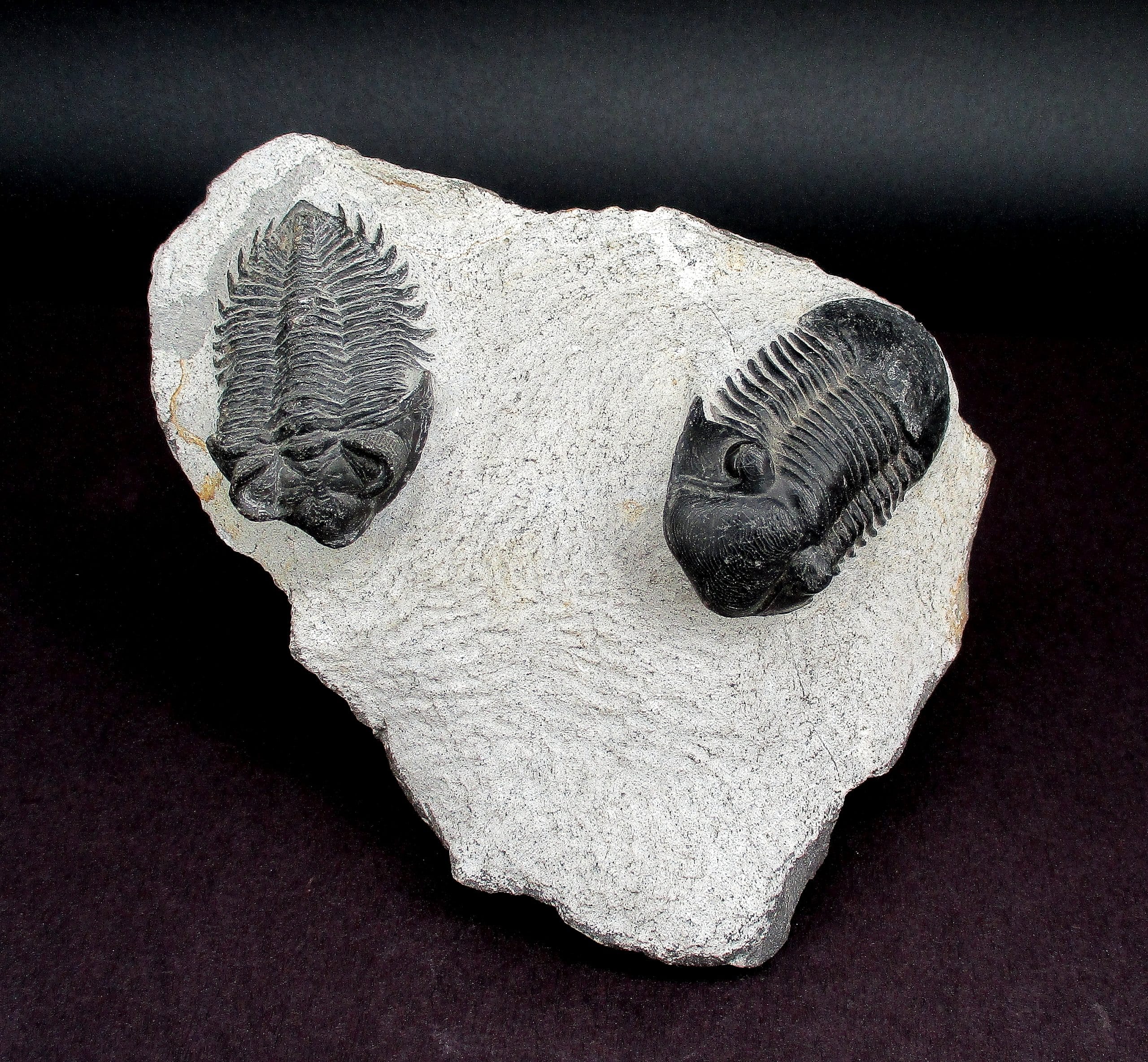 GAL803 TRILOBITE - The Rock Shed