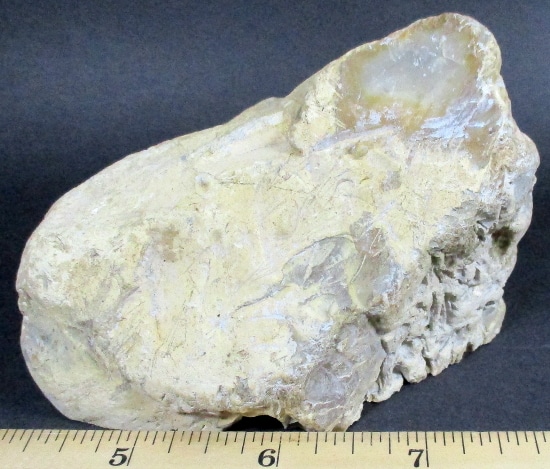 PW306 Petrified Palmwood - The Rock Shed