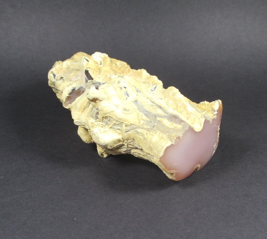 GAL528 NEVADA PINK PETRIFIED WOOD LIMB - The Rock Shed