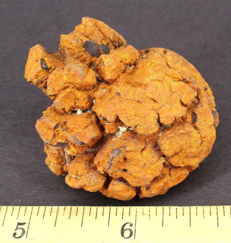 FO510 Fossil Turtle Poop - The Rock Shed