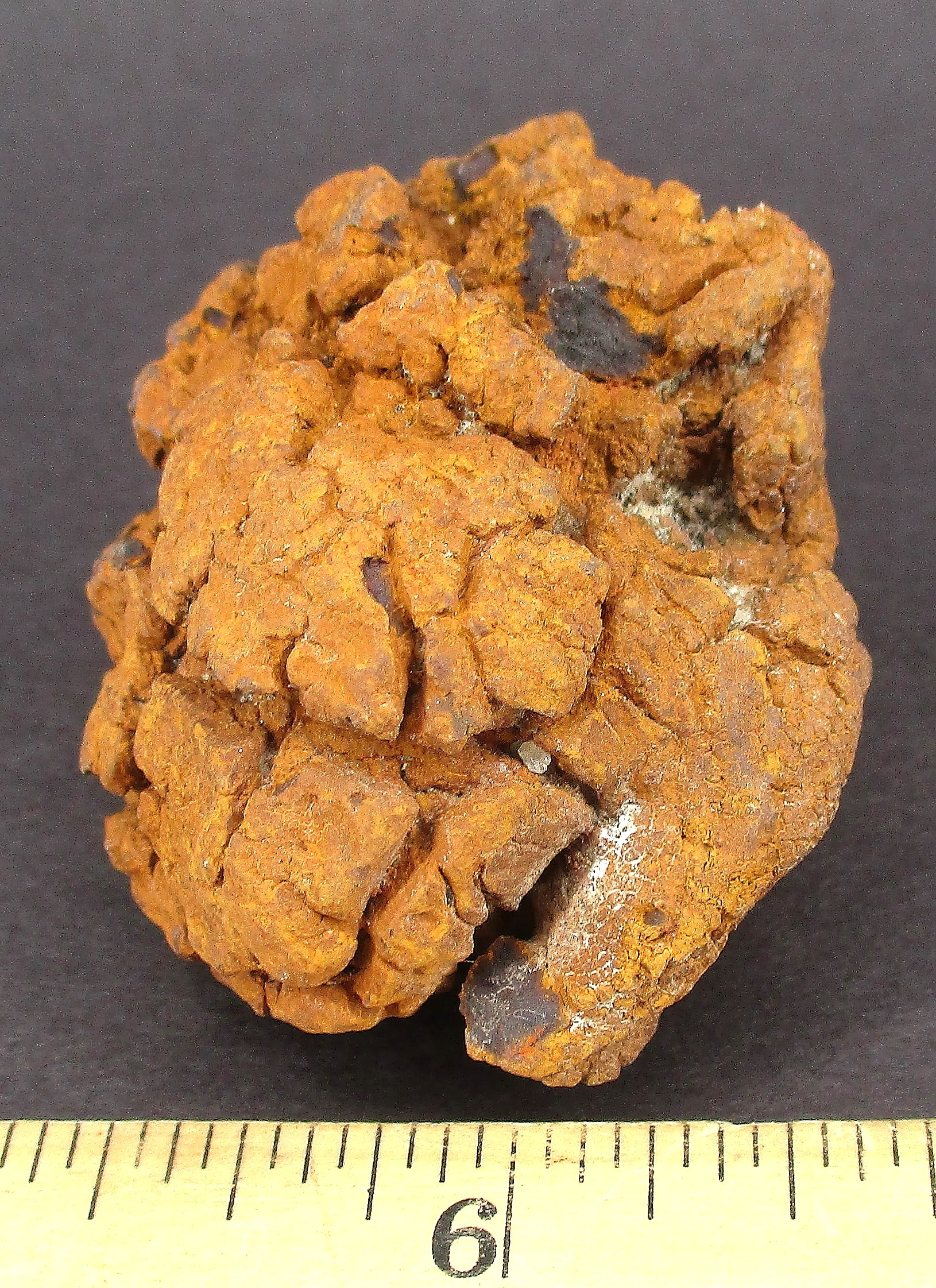 FO510 Fossil Turtle Poop - The Rock Shed