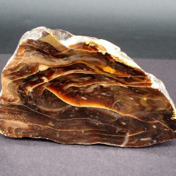 Petrified Wood & Limb Casts For Sale - The Rock Shed