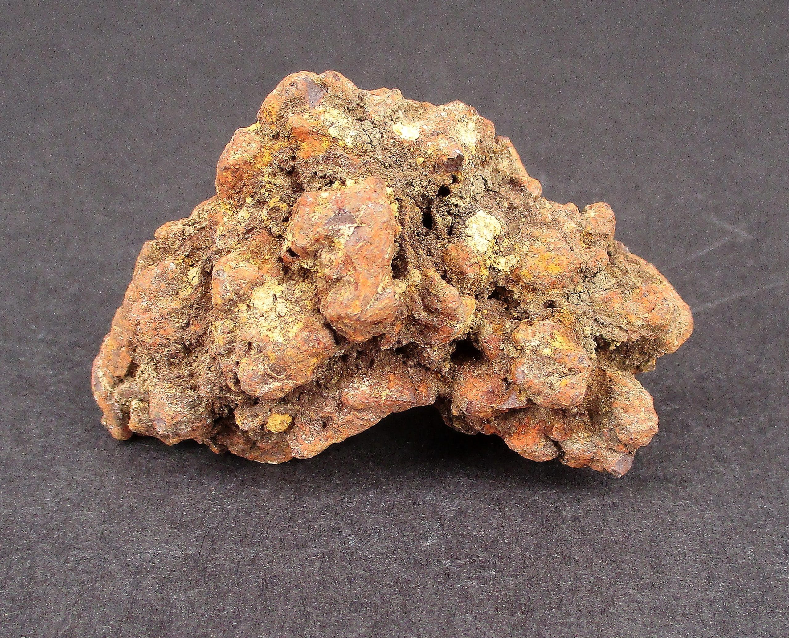 FO510 Fossil Turtle Poop - The Rock Shed