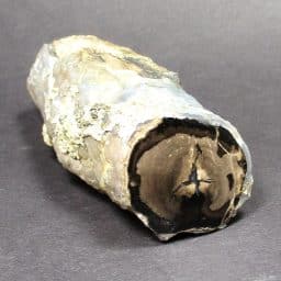 Petrified Wood & Limb Casts For Sale - The Rock Shed