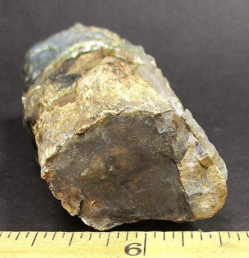 PW110 Wyoming Petrified Wood Limb - The Rock Shed