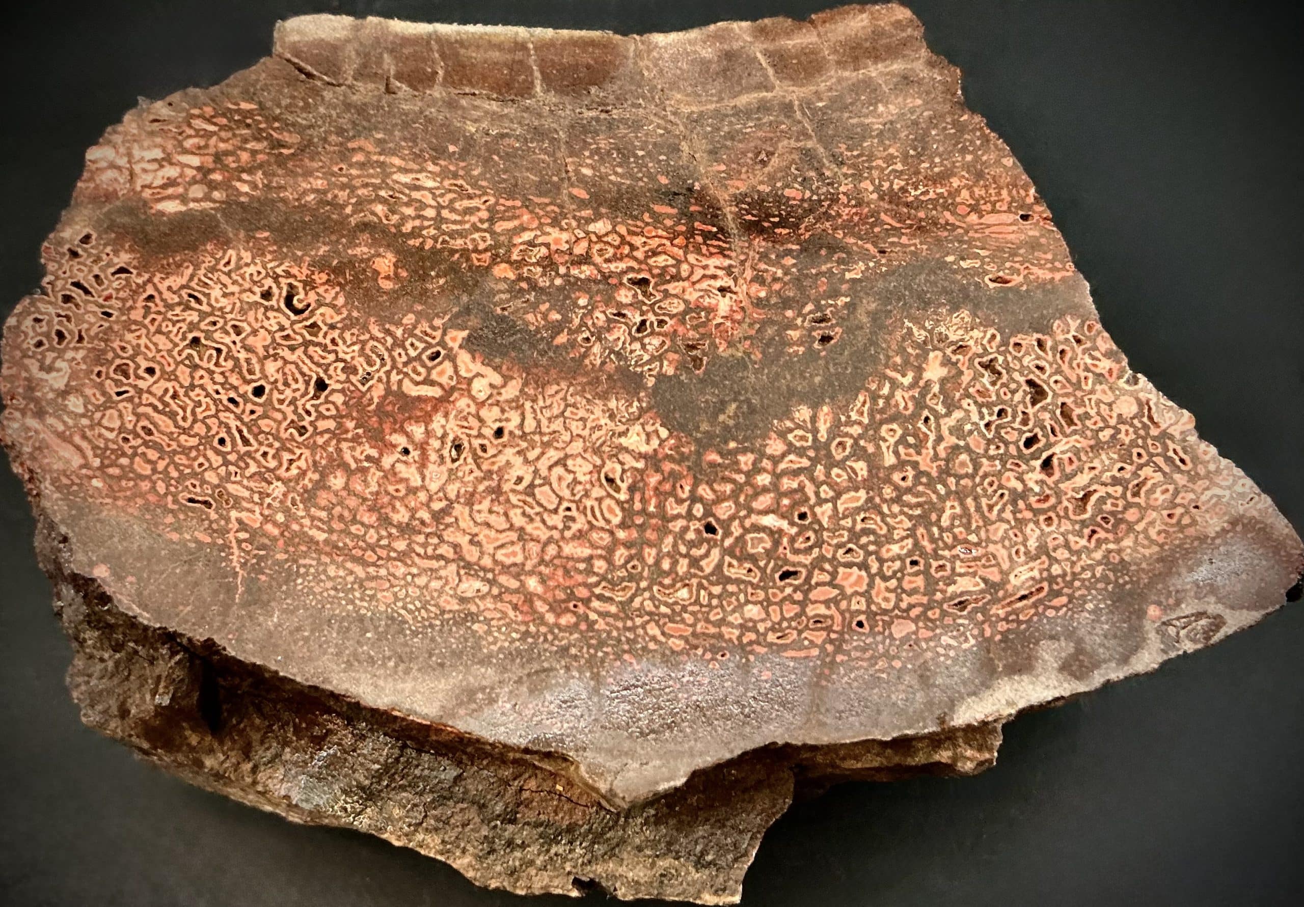 BCR422 Fossilized Dino Bone - The Rock Shed